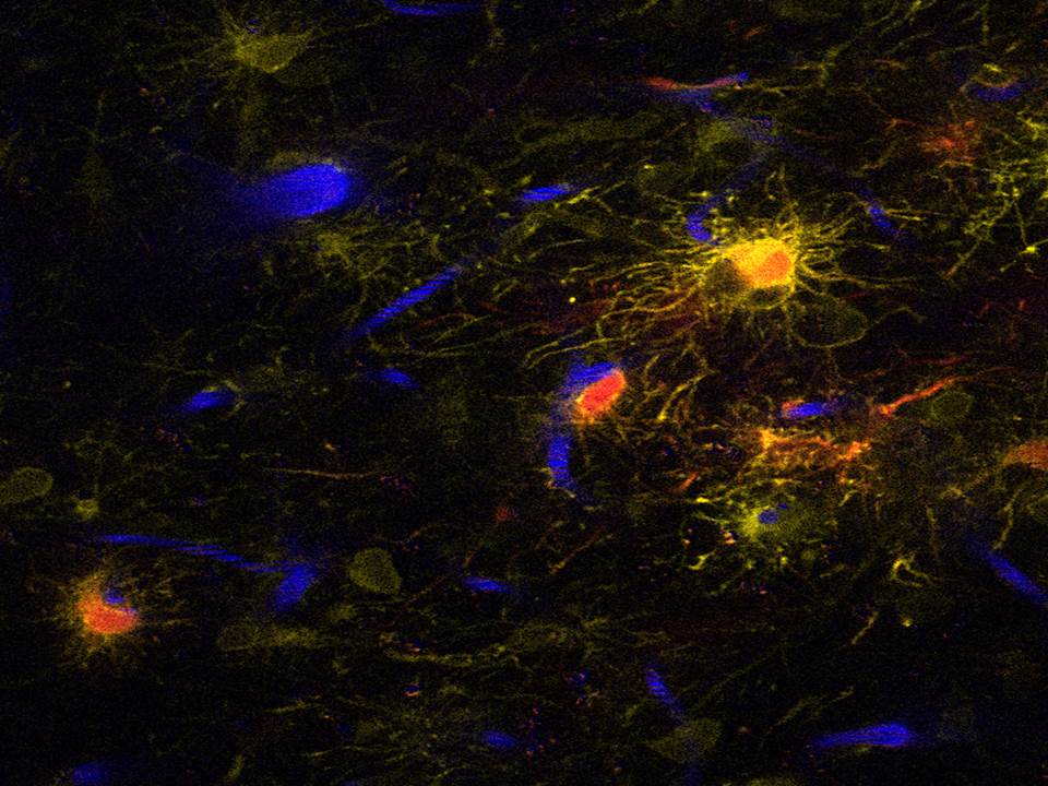 DKFZ PhD application system